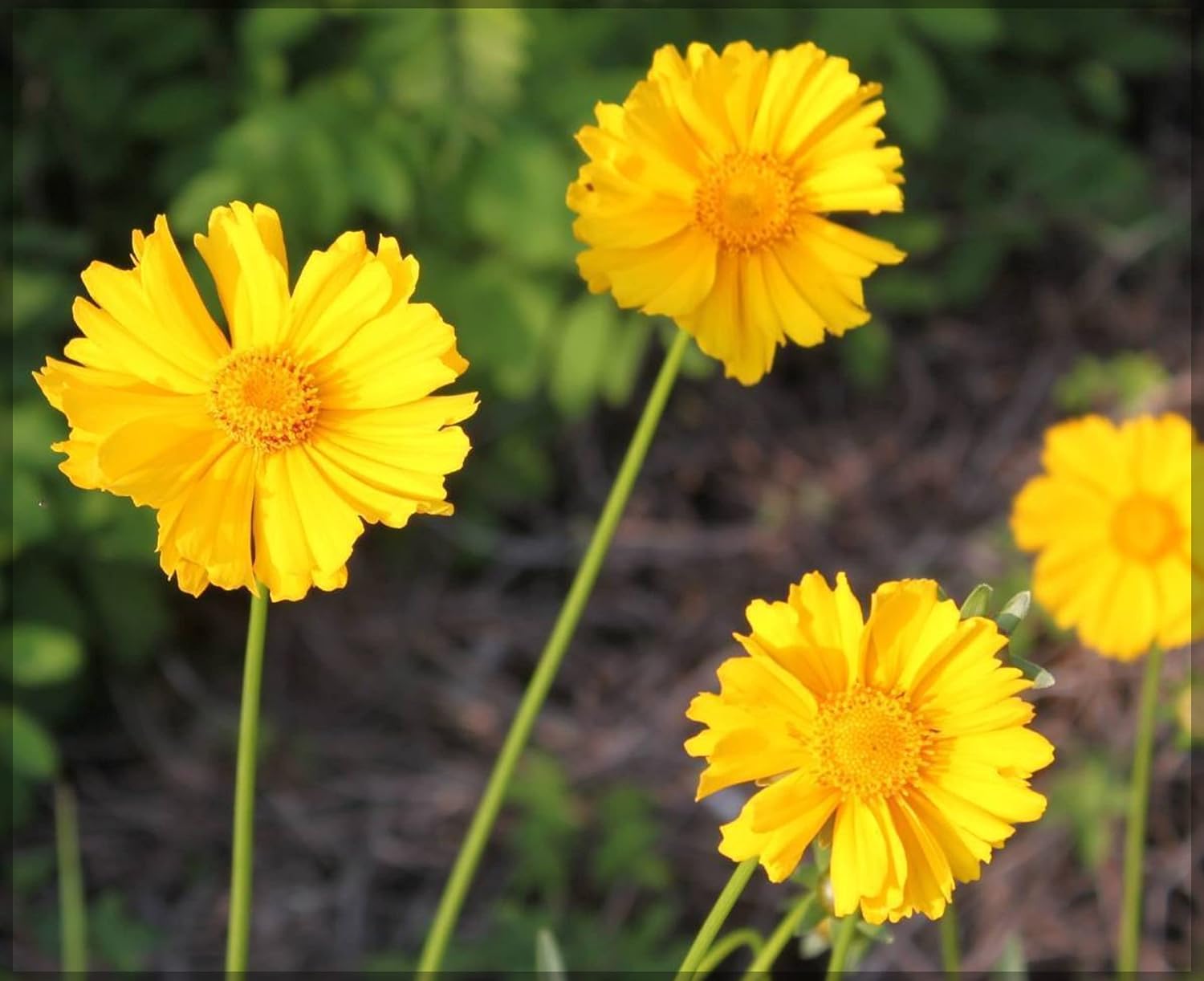 Coreopsis Mayfield Flower Seeds (Pack of 30+ Seeds) - GardenHunt ...