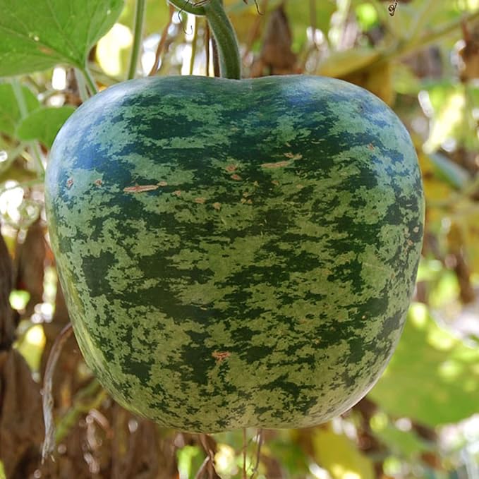 Amazon.com : Apple Gourd Seeds Preserving Melon Firm and Mildly Sweet ...