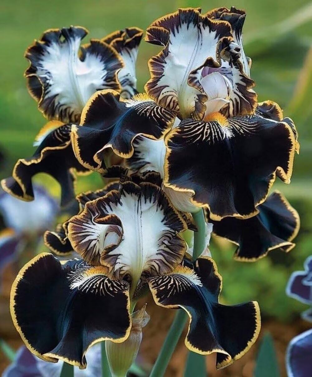 Amazon.com : Re-Blooming Bearded Iris Roots/Bulbs for Planting ...