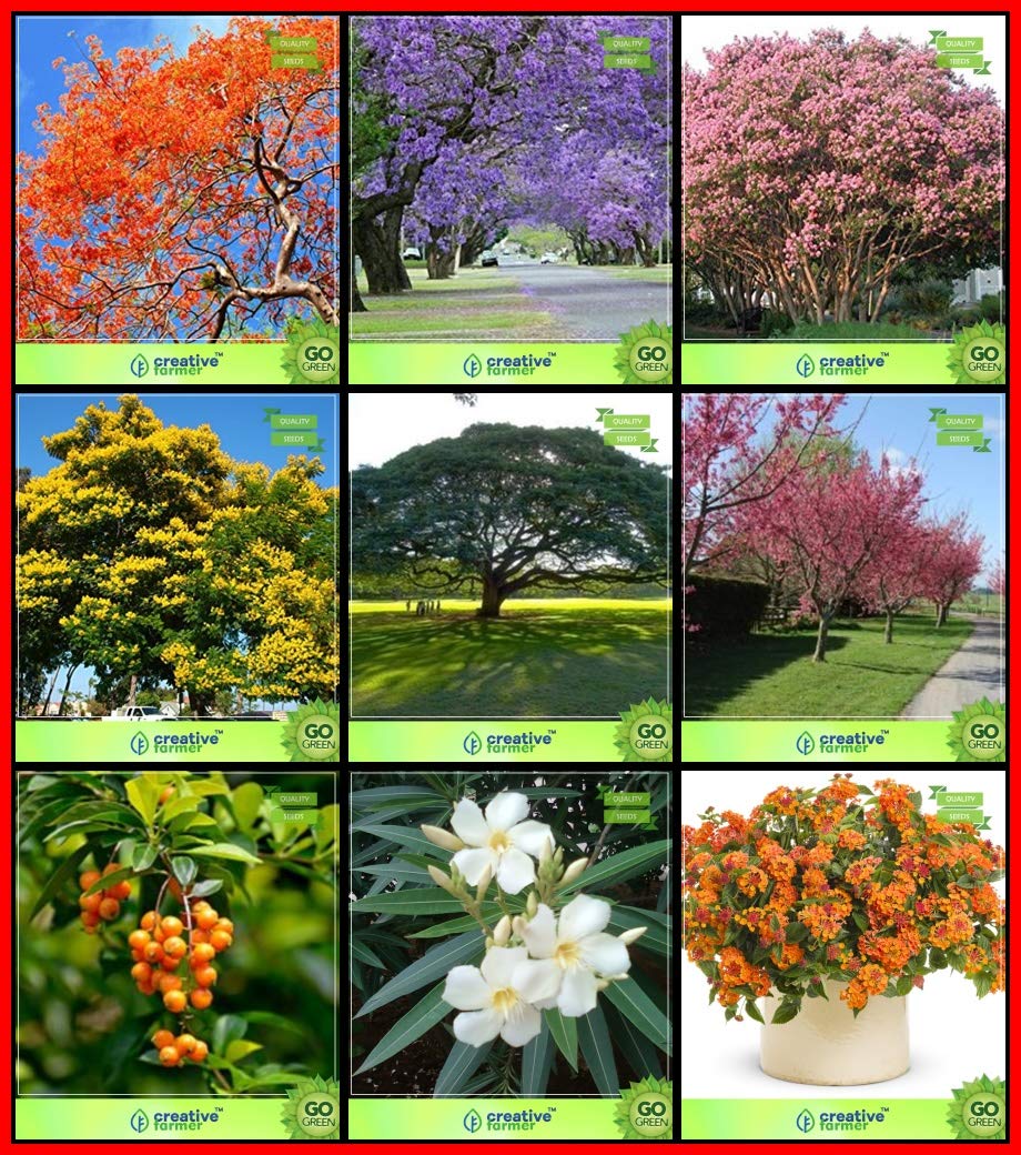 Buy Creative Farmer Bonsai Suitable Combo Tree : Jacaranda, Flame Tree ...