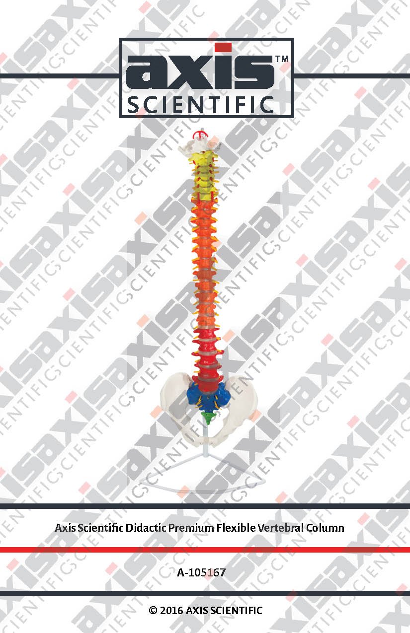 Buy Axis Scientific Flexible Spine Model, 31" Life Size Didactic Spinal ...