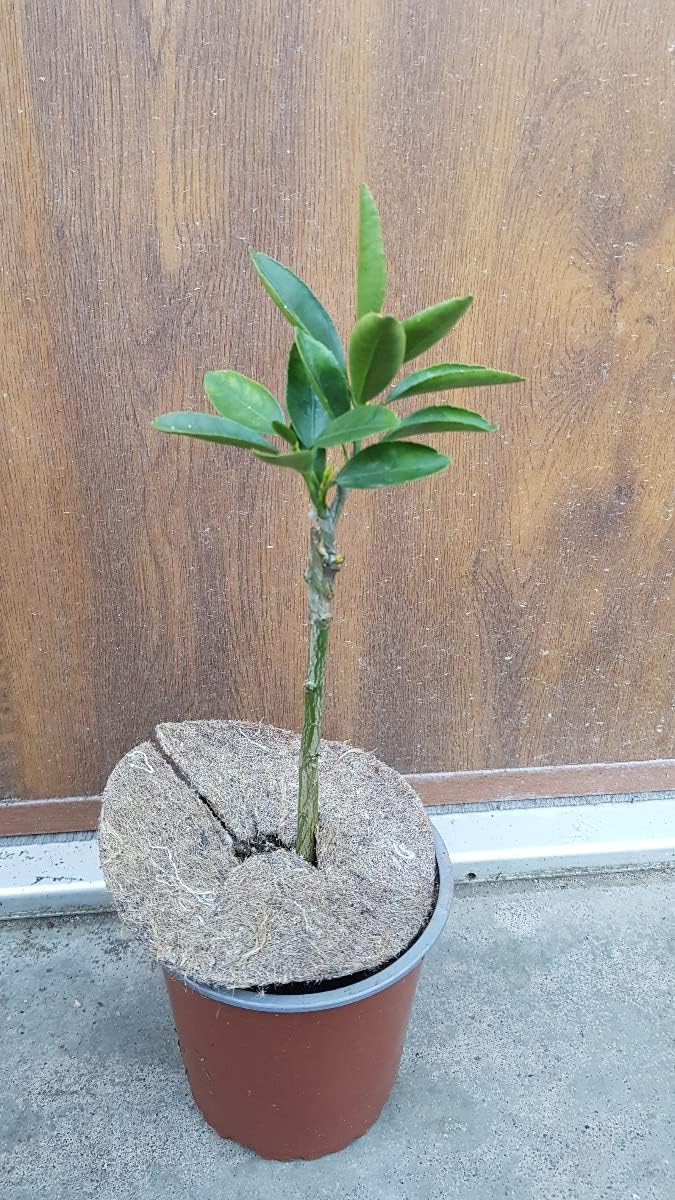 Citrus unshui 'Miyagawa' greffé sur Poncirus trifoliata/Mandarinier ...