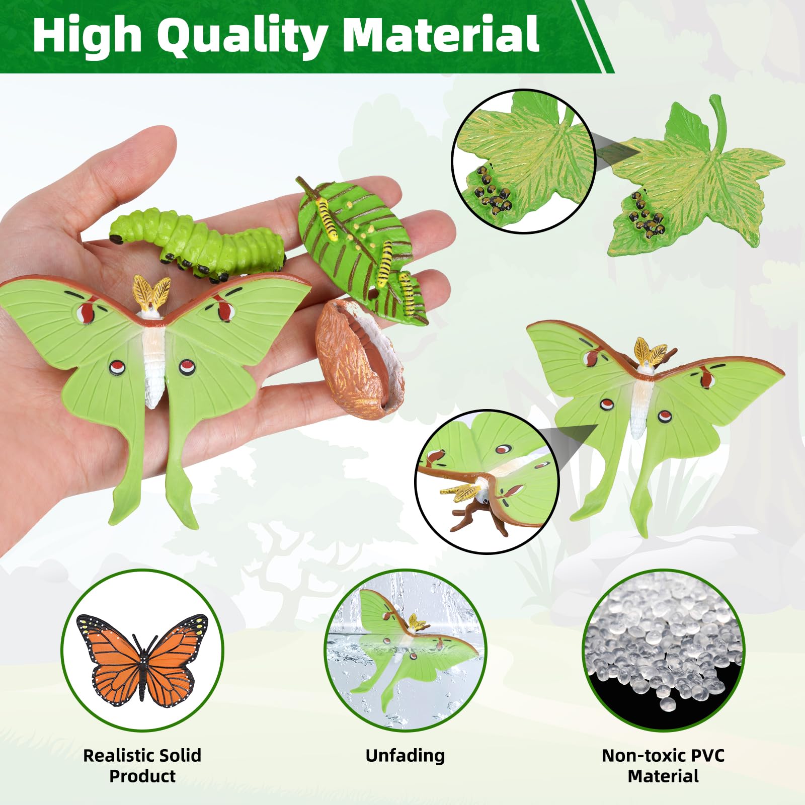 Monarch Butterfly Life Cycle Canisius