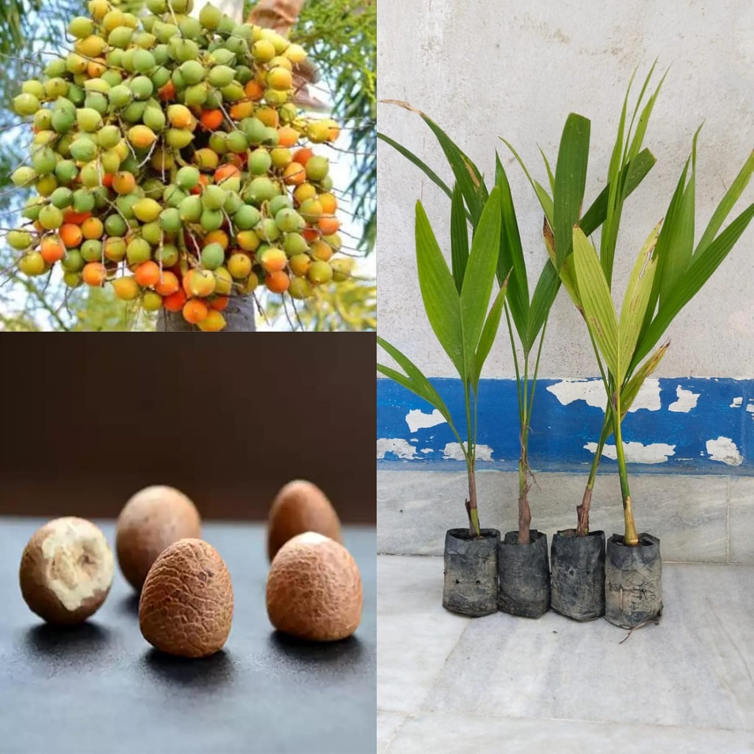 Natura GreenHouse 4 Live Hybrid Betel Nut Areca nut Supari Plant Supari ...