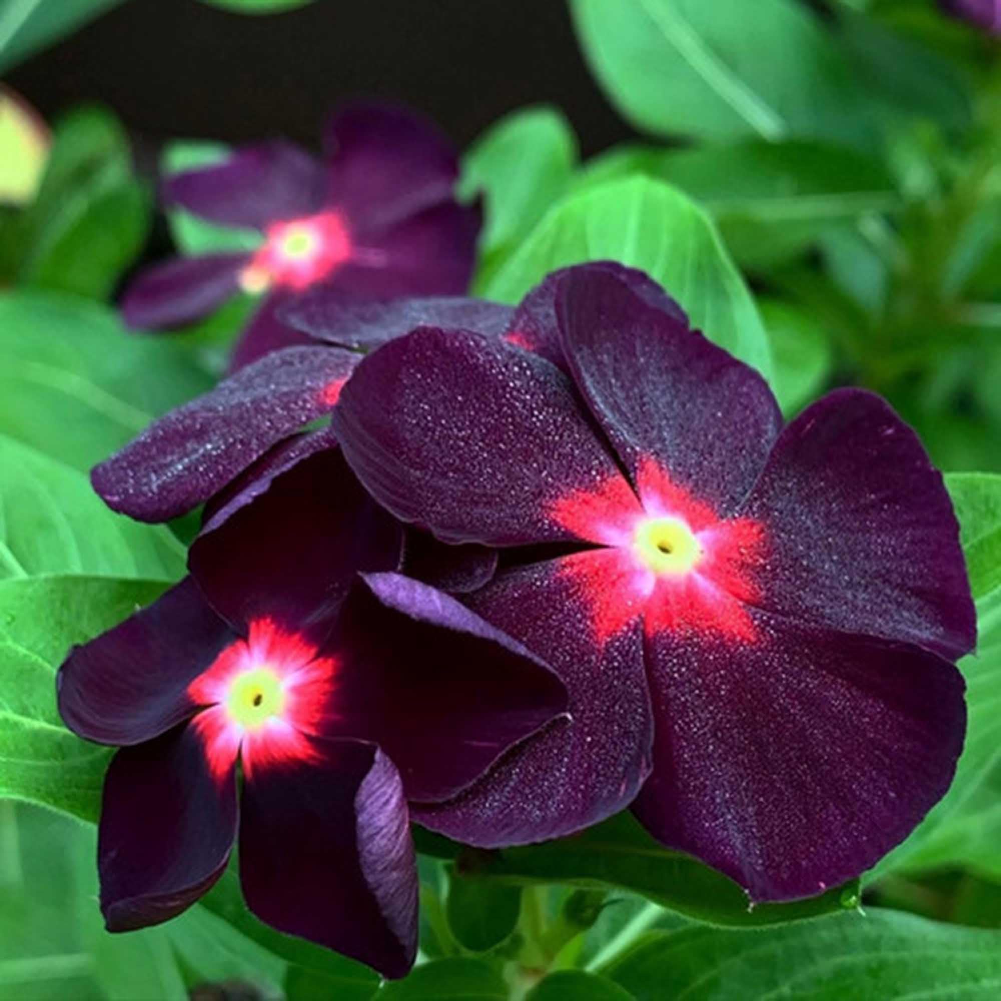 Cubierta Vegetal De Color Bígaro 50 Unids Semillas Vinca Rosea
