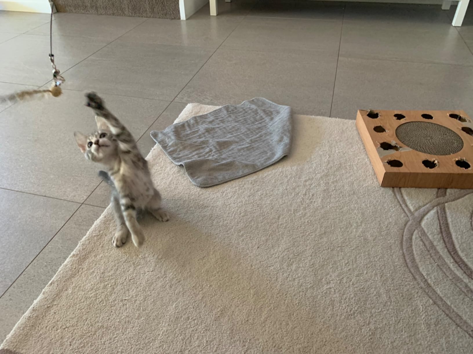 OMIPAWZ Cat Toys, Interactive Cat Feather Toy, Cat Wand Feather ...