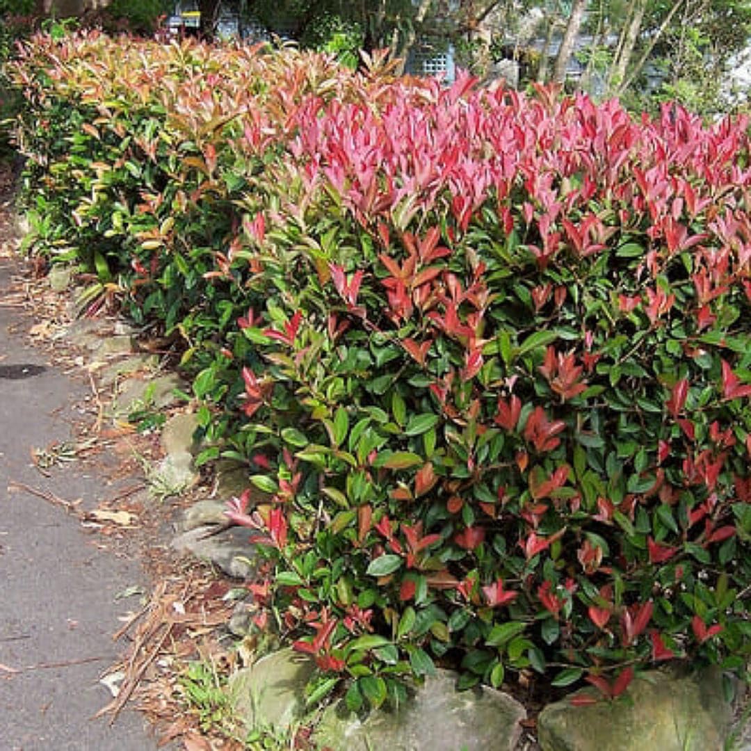 SANJU Flower Plant Syzygium Live Plant Hardy and Fast-Growing Tropical ...