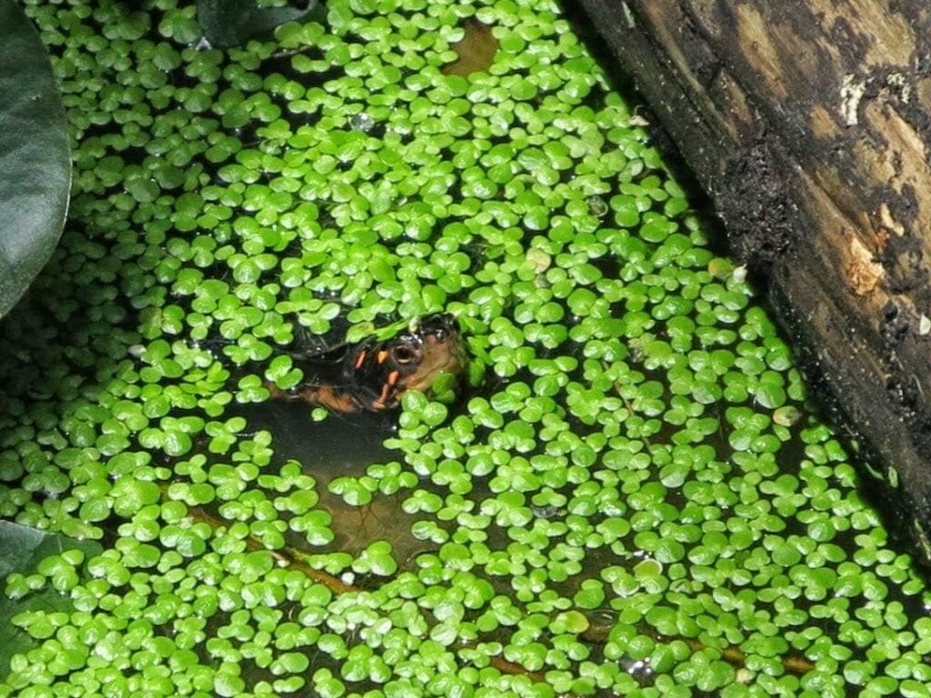 Amazon.com : Duckweeds - Lemnoideae Live Aquatic Plant, Also Known as ...