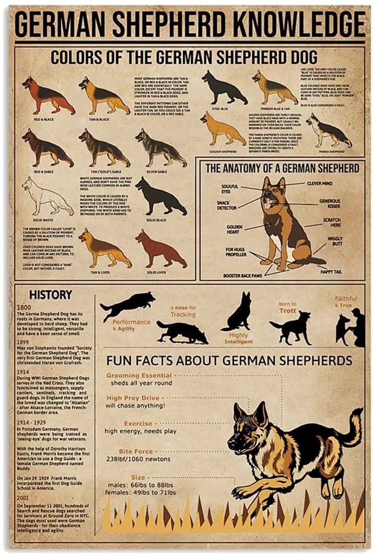 German Shepherd Colors Chart