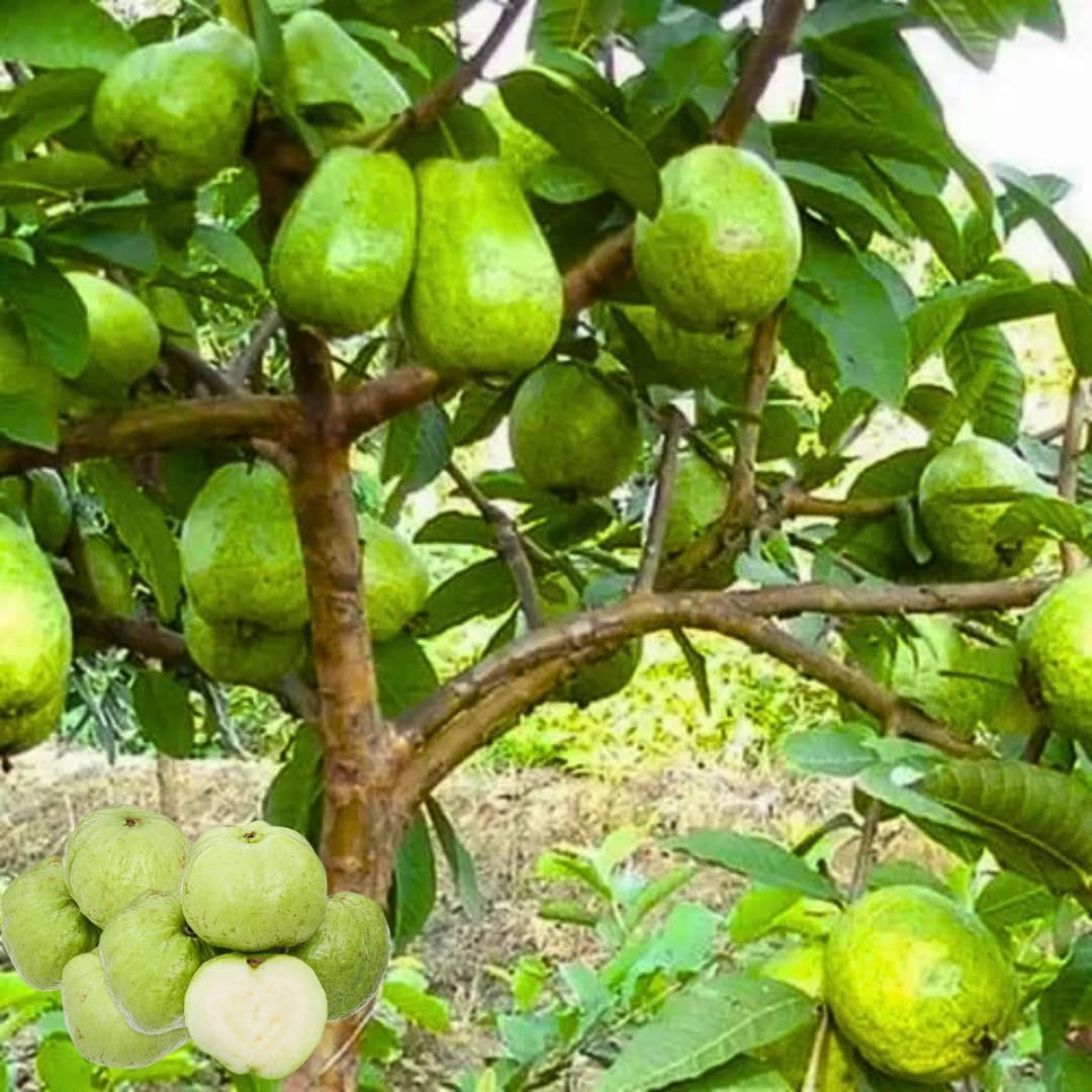 Amazon.com : Set 2 White Guava Trees Live Plants, 4-8" in Tall in 4 ...