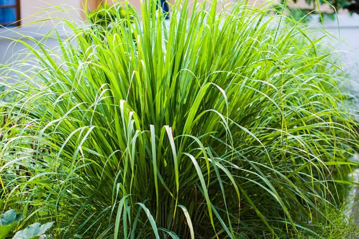 Lemongrass Plant In Pot