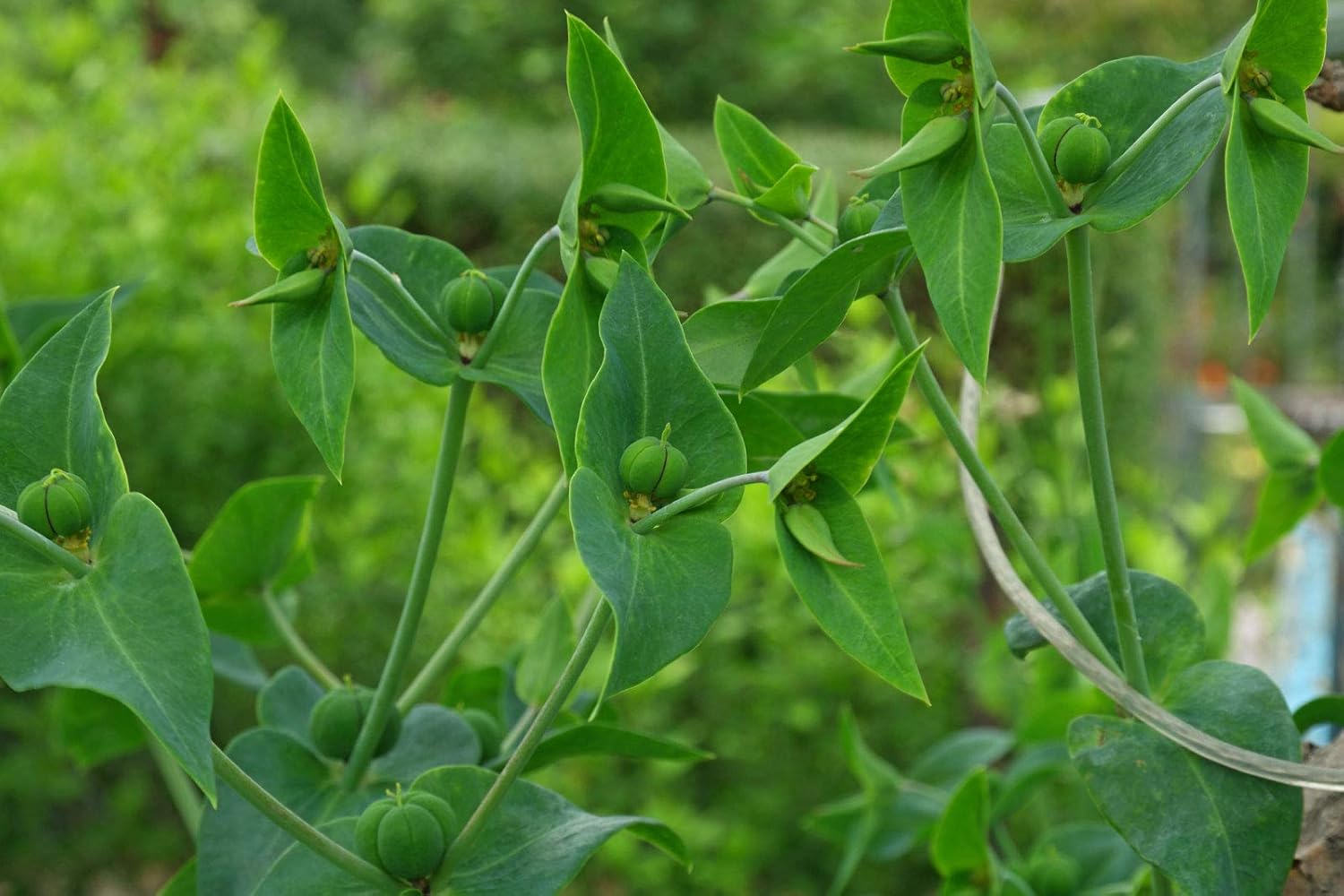 Amazon.com : 5 Euphorbia Lathyris Seeds(Mole Spurge)- Succulent Plant ...