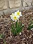 Amazon.com : A Complete Spring Garden - 50 Bulbs for 50 Days of ...