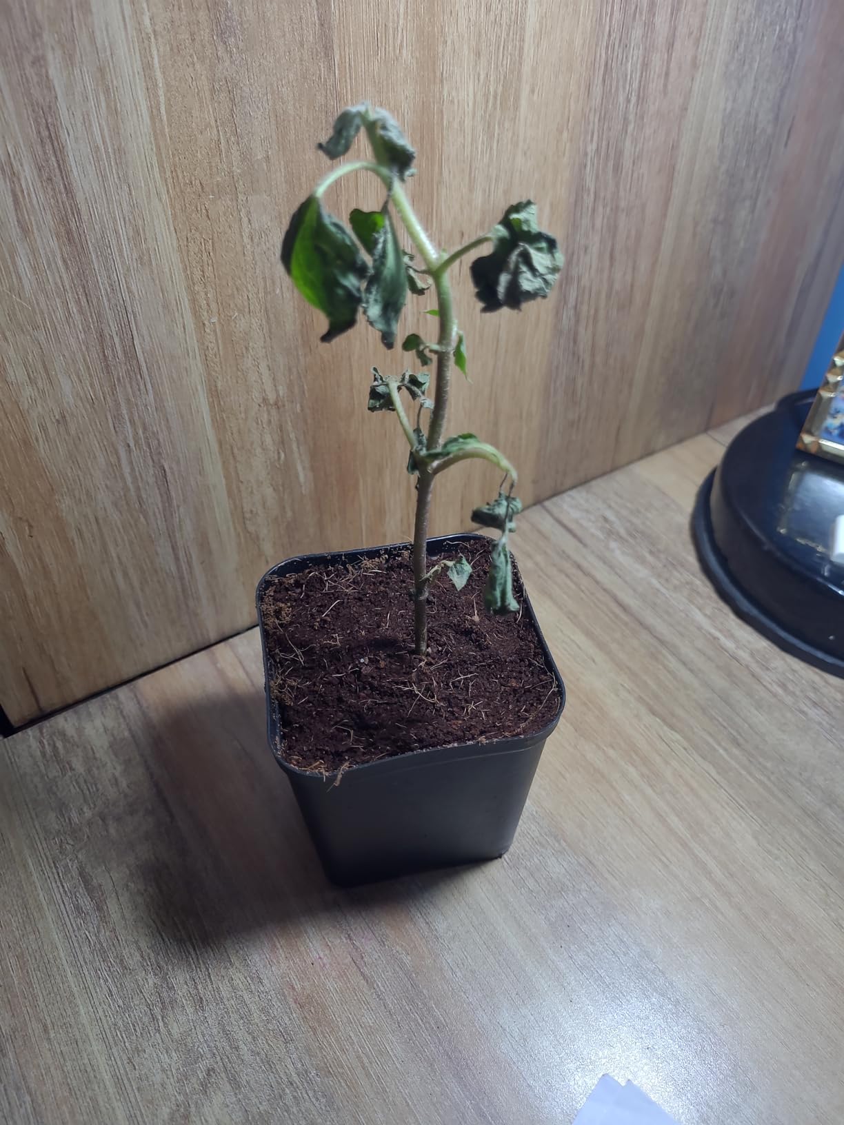 Growing Plants Live Sahadevi Plant1 Healthy Live Plant, Vastu Plant for ...