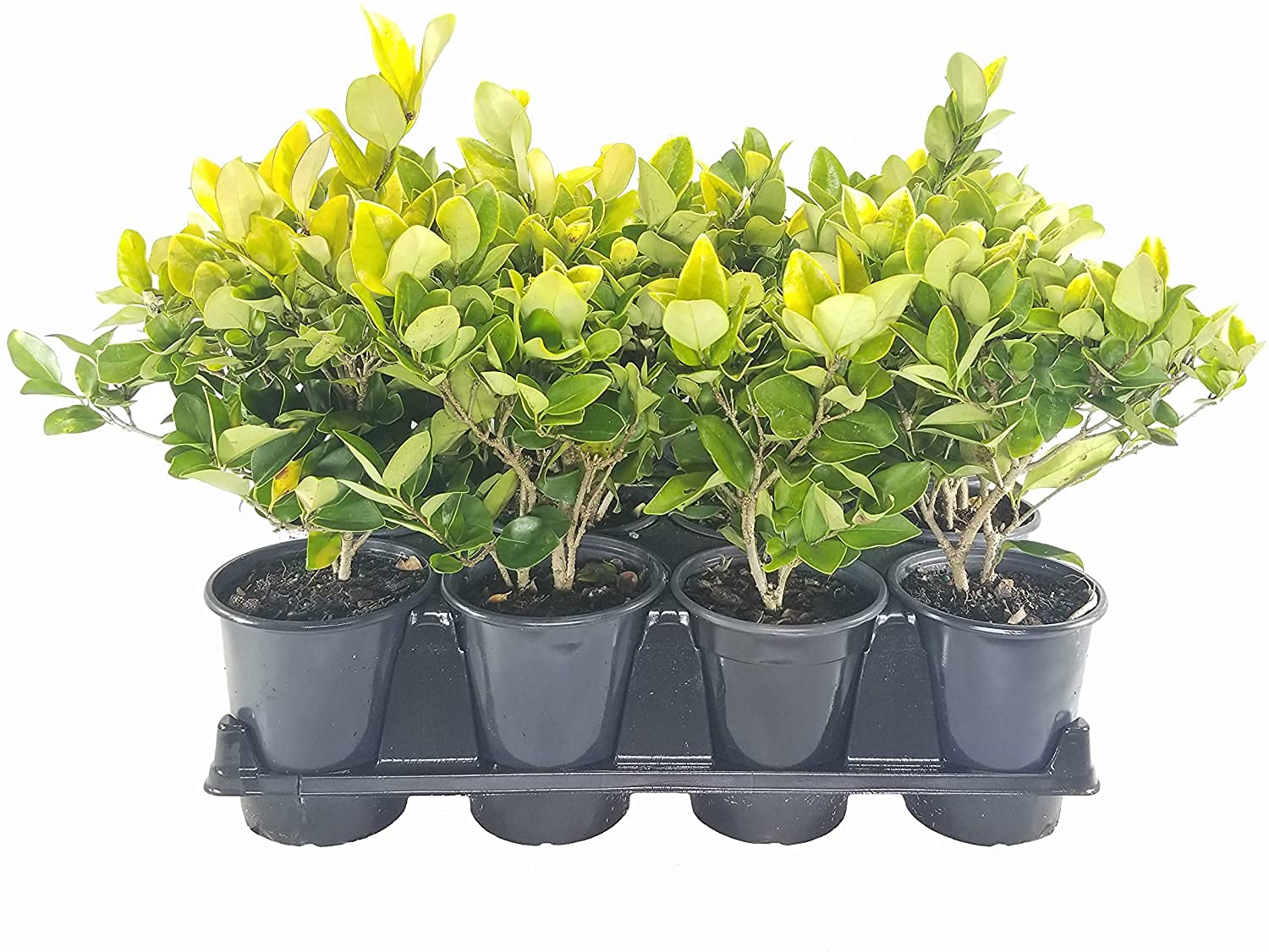 Amazon.com : Ligustrum Japonicum Howardi - 5 Live Quart Size Plants ...