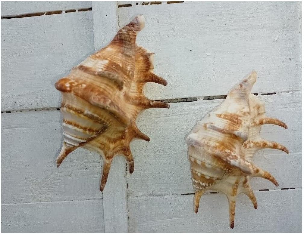 MaxJam SET of 2 Lambis Conch Spider Seashells Real Large Exotic Shells ...