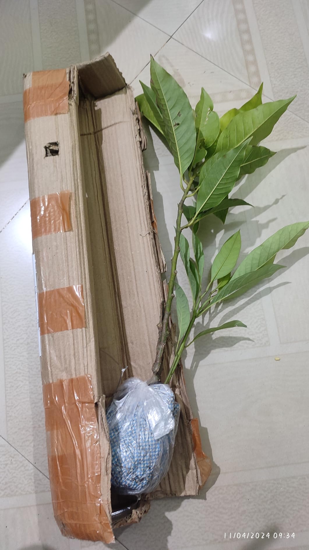 Greenntower Live Orange Swarna Champa/Sonchafa Flower/Son Champa ...