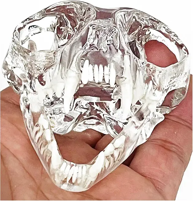 Cat Teeth Anatomy: A Visual Guide To Feline Teeth | PetShun