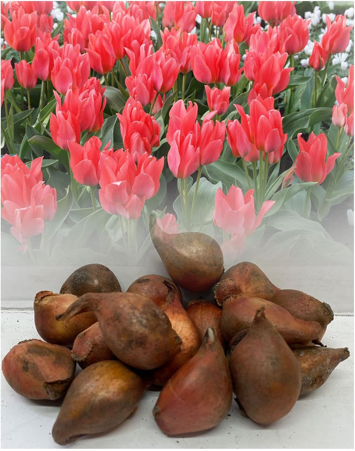 GARTHWAITE NURSERIES® : - UK Stockist : - 30 Toronto Greigii Miniature ...