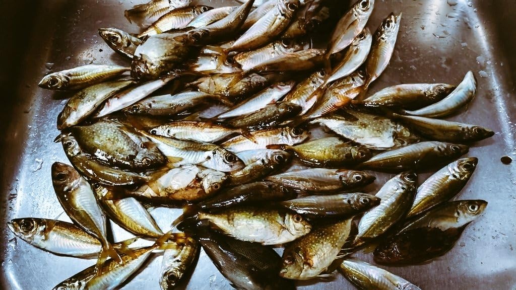 Amazon | ライズウェイ(Riseway) 仕掛け 爆釣サビキ 3枚組 各種 白スキン/ピンク/ハゲ皮/ミックススキン USA-002/003/004/006 | 完成仕掛け