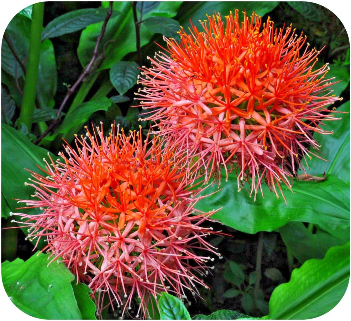 Scadoxus multiflorus 'Fireball Lily' Bulb x 3 Perennial House Plant by ...