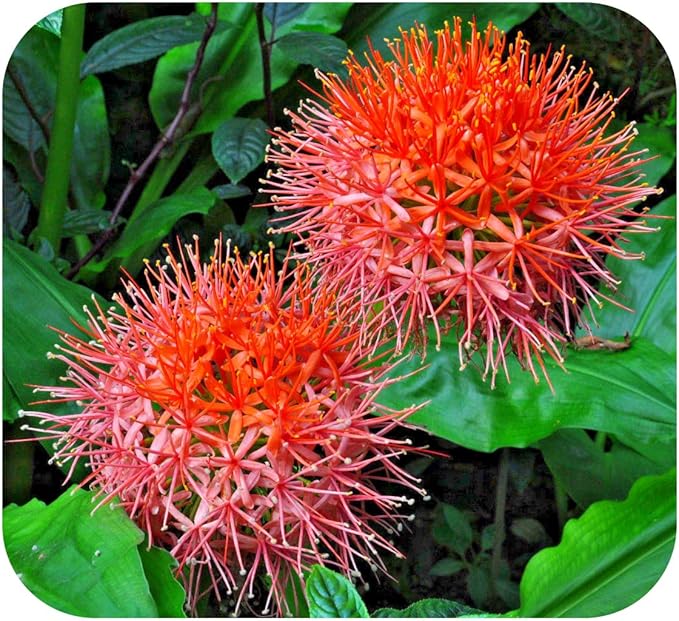 Scadoxus multiflorus 'Fireball Lily' Bulb x 3 Perennial House Plant by ...