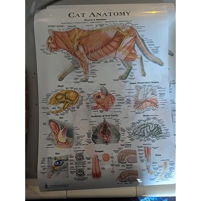 Blue Tree Publishing Cat Anatomy Chart Set Veterinary Anatomy, Anatomy ...