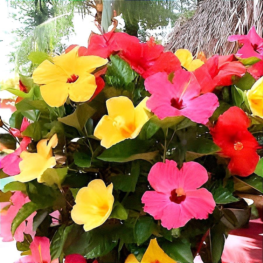 Zoropic Enterprise One Healthy Double Petel(11 Up To 15) Colour Multi ...