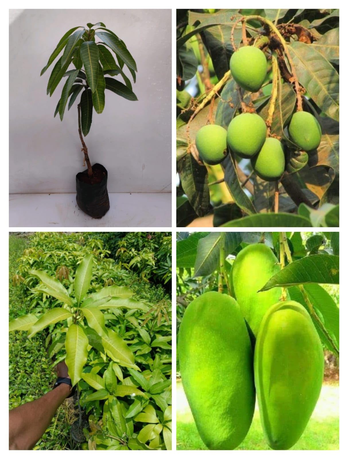 THE GREEN DOTCOM Dasheri Mango & Thailand langra Mango Plant All Time ...