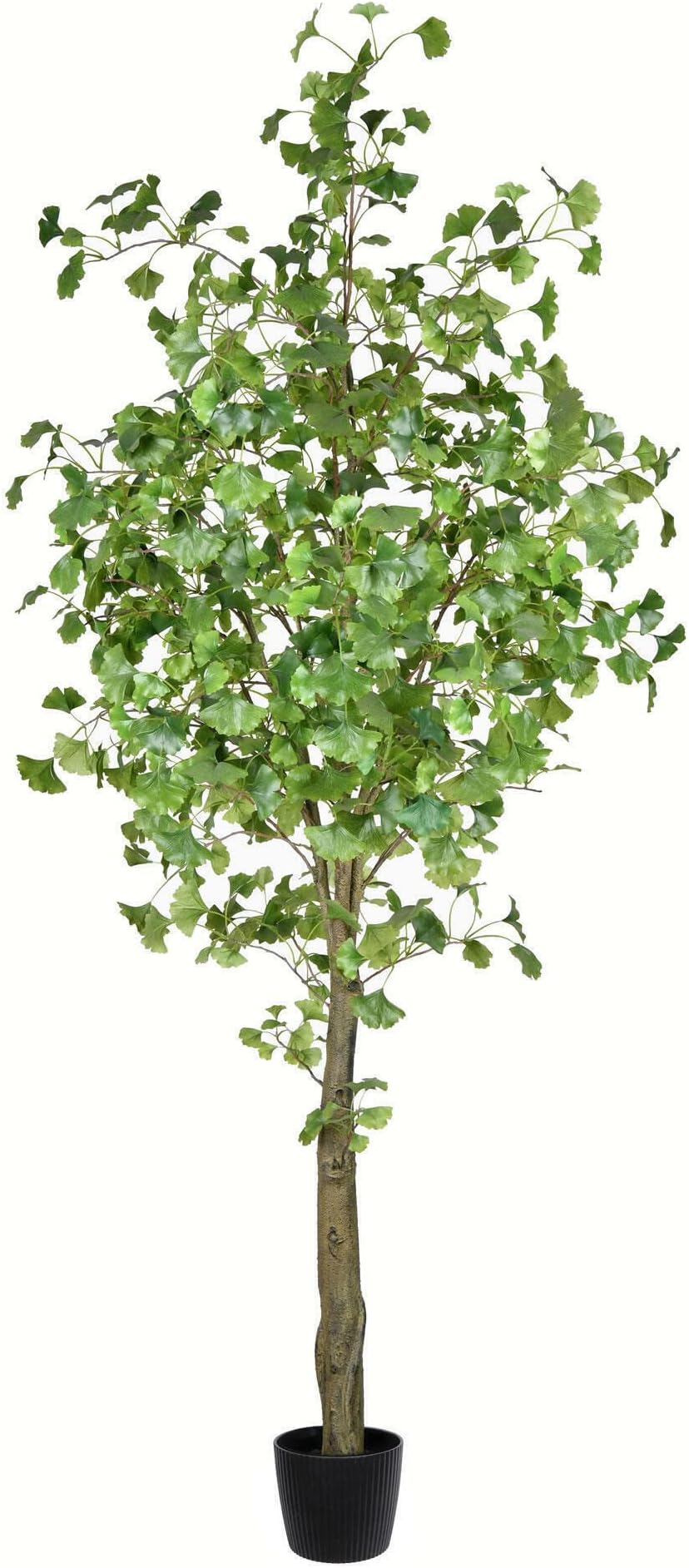 Amazon.com: Vickerman Everyday Artificial Gingko Tree 9 Foot Tall ...