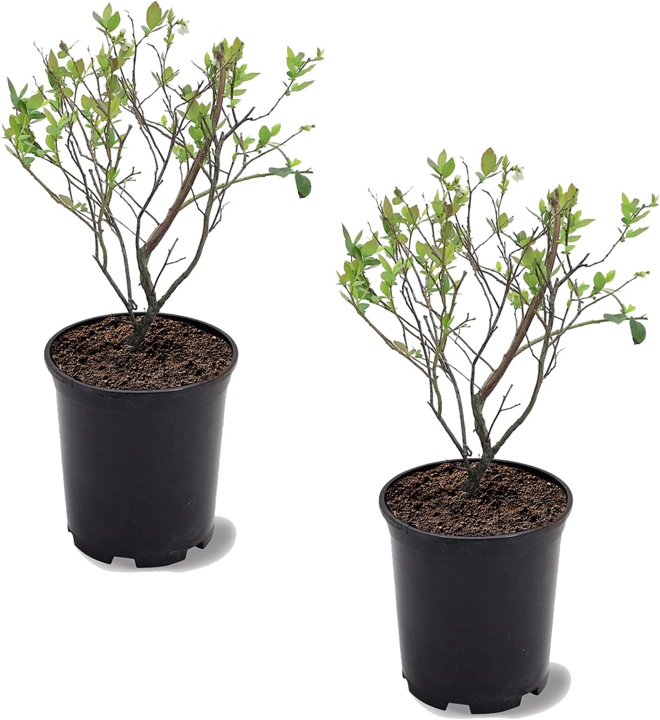 Amazon.com : Austin Blueberry Bush, Rabbiteye Variety, Early Ripening ...