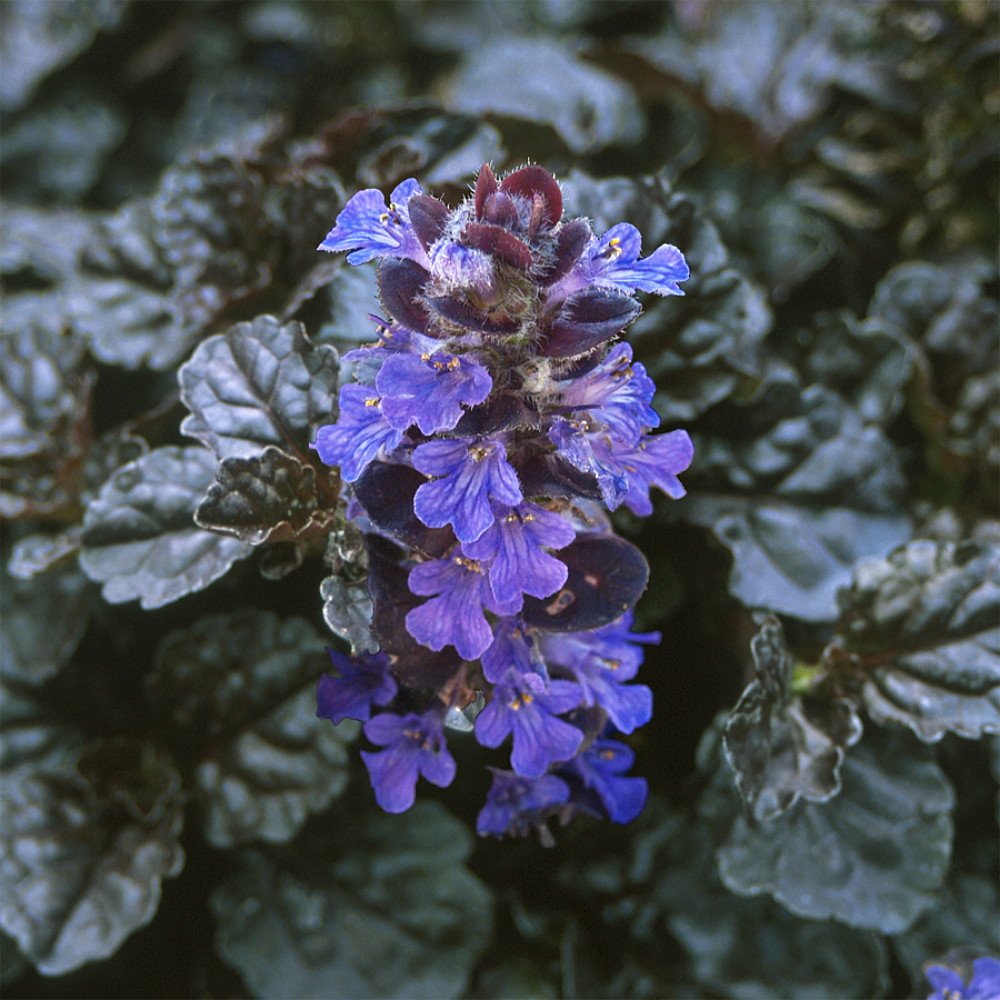 Bugle Weed