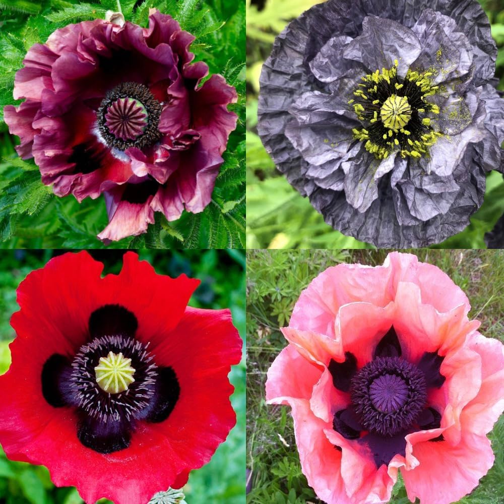 Amazon.com : 10000+ Perennial Mixed Poppy Flower Seeds for Planting ...