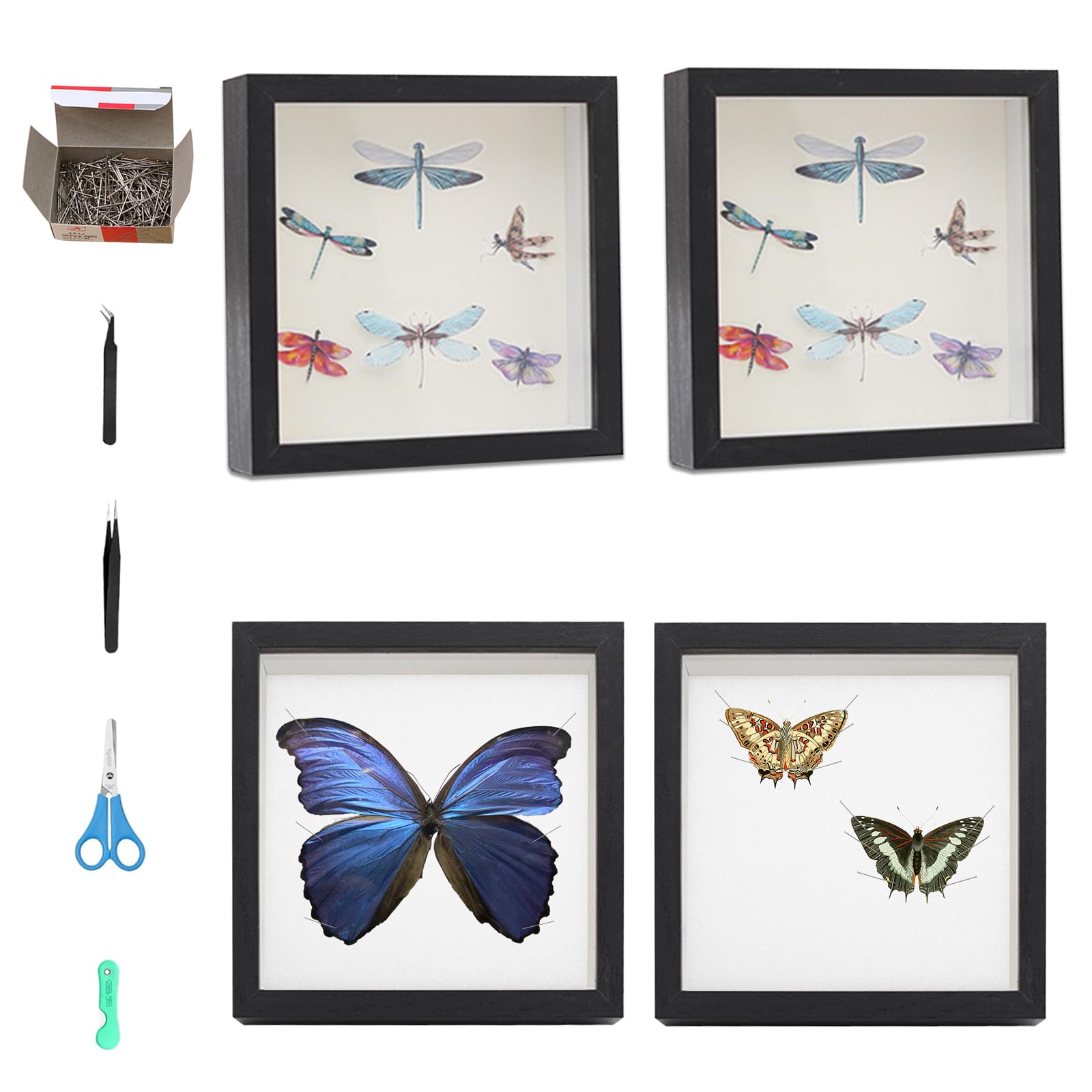 Amazon.com: 4 PCS Insect Display Case Wall Mount Specimen Display Box ...