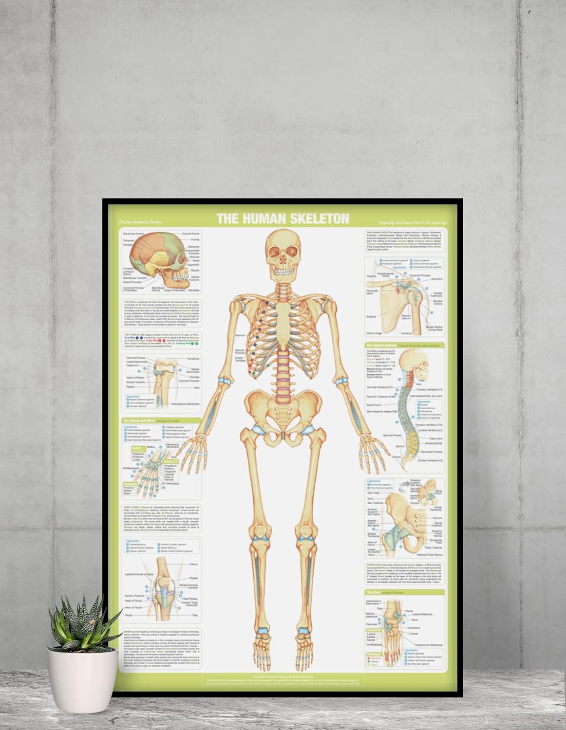 Human Skeleton Anterior Anatomy Chart Body Skeletal Australia | Ubuy
