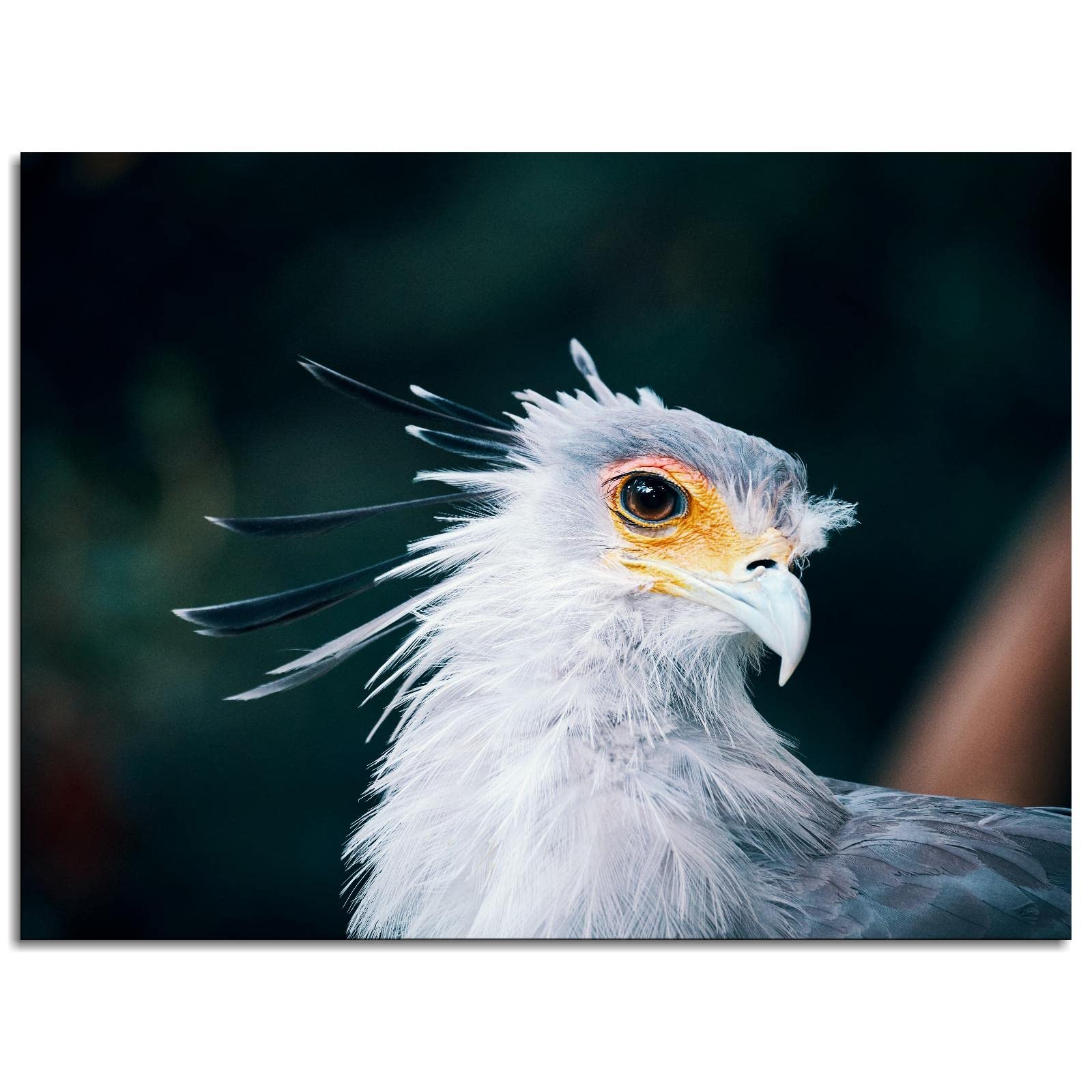 Secretary Bird Head
