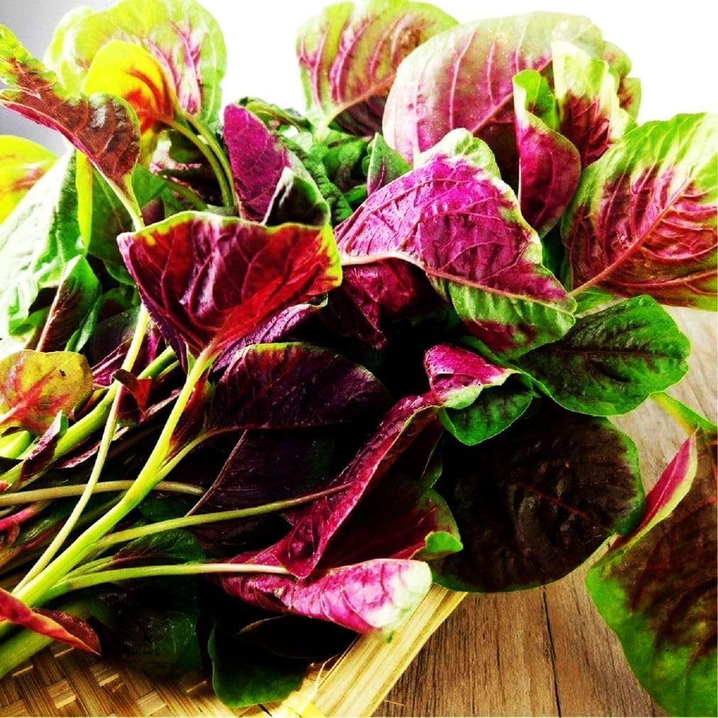 Amazon.com : Leafy Greens Red Amaranth Seeds for Planting Cooking Dish ...