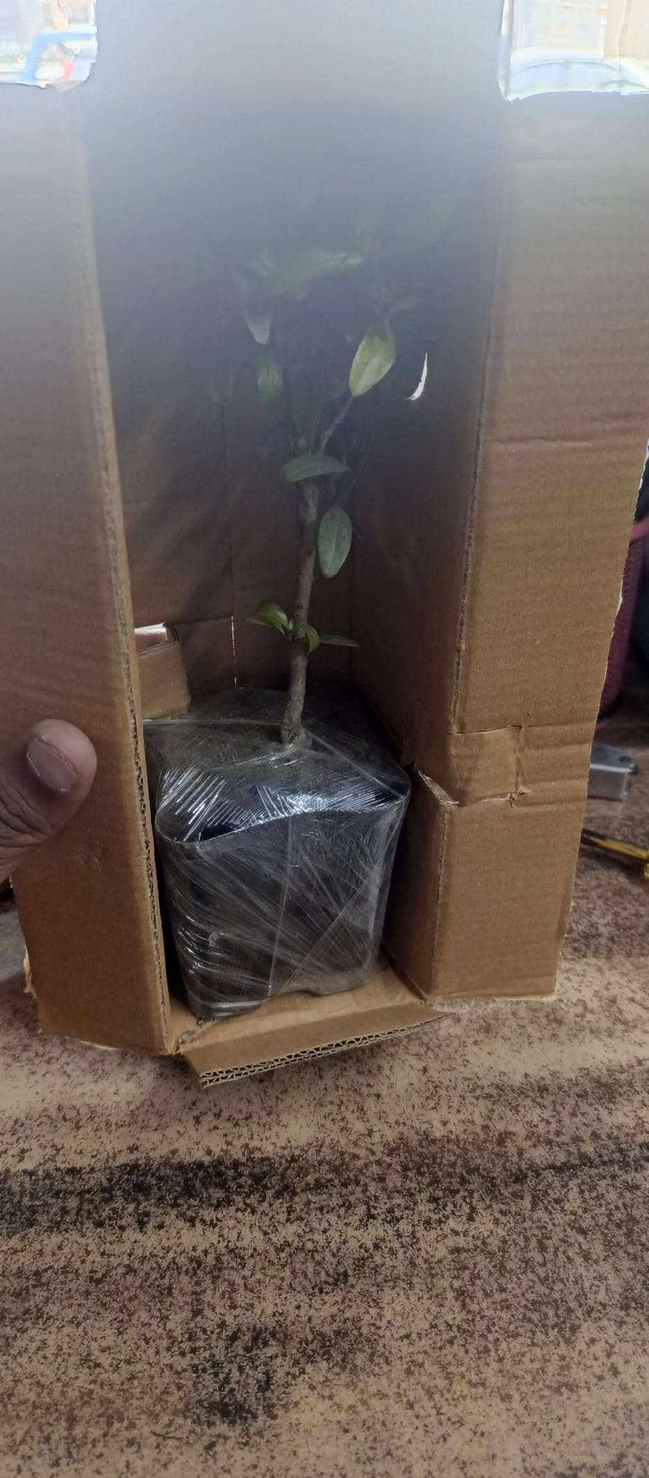 Gorgeous Glory Garden Live Pomegranate/Mathalam (Layered) (Punica ...