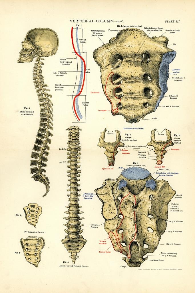 Vertebral Column Anatomy Chart Poster Laminated