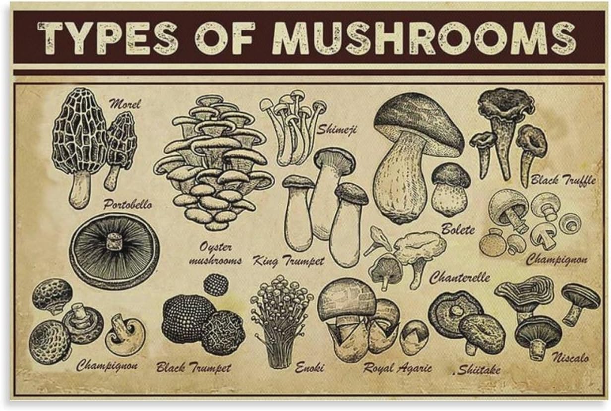 Amazon.com: Mushrooms Types Knowledge Vintage Poster Room Aesthetics ...