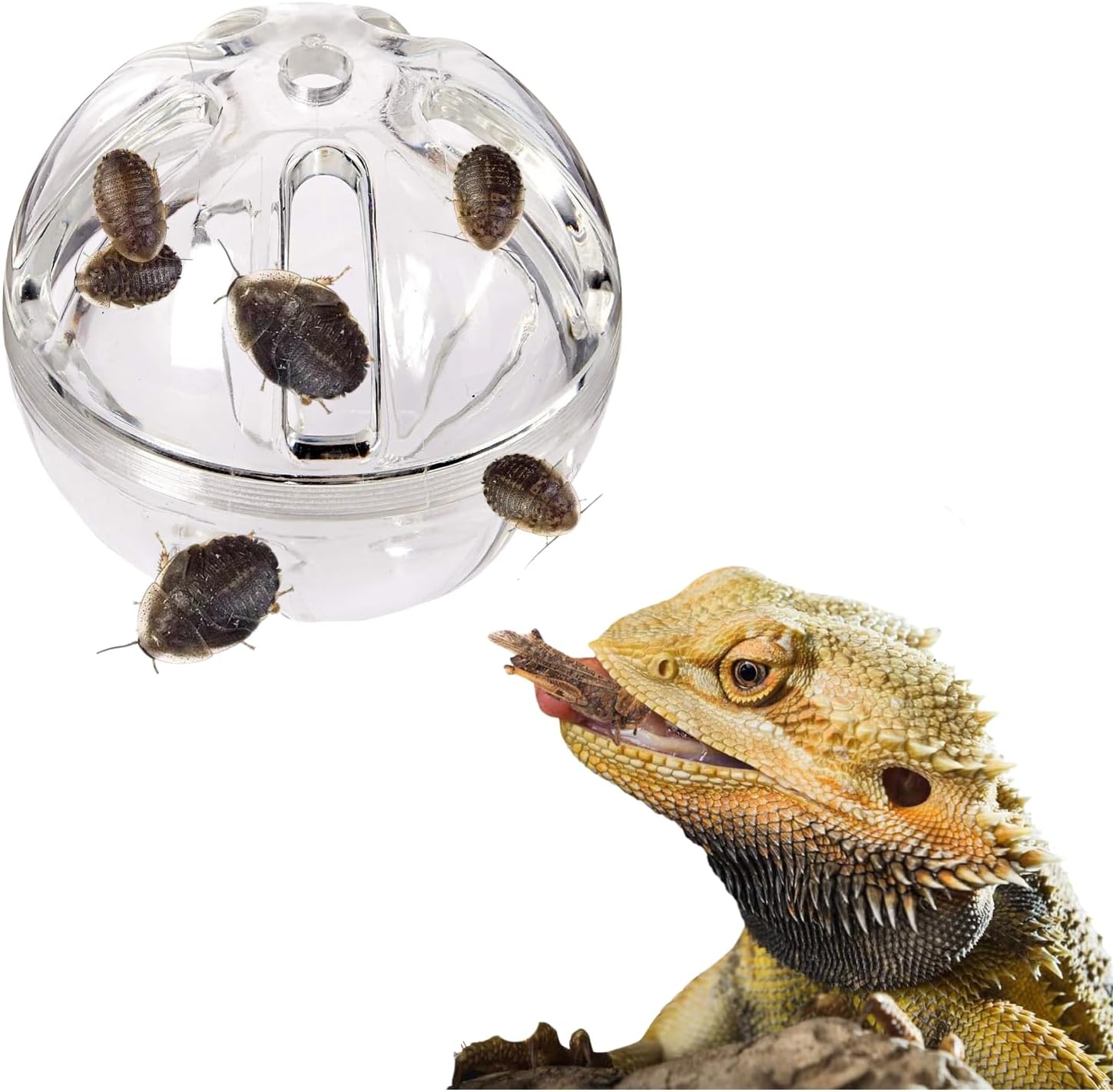 Amazon.com : SEZDEKI Bearded Dragon Feeder Toy - Reptile Foraging Ball ...