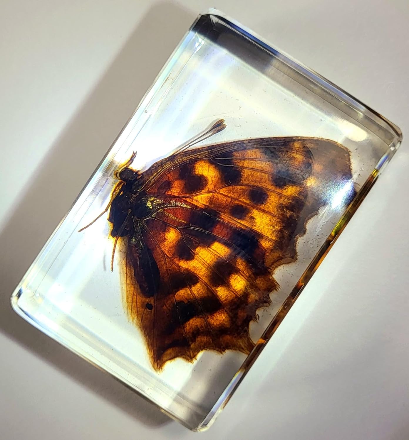 44mm Real Asian Comma Butterfly in Crystal Clear Lucite Resin Specimen ...