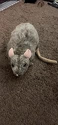 Amazon.com: VIAHART Reuben The Rat - 7 Inch Stuffed Animal Plush Mouse ...