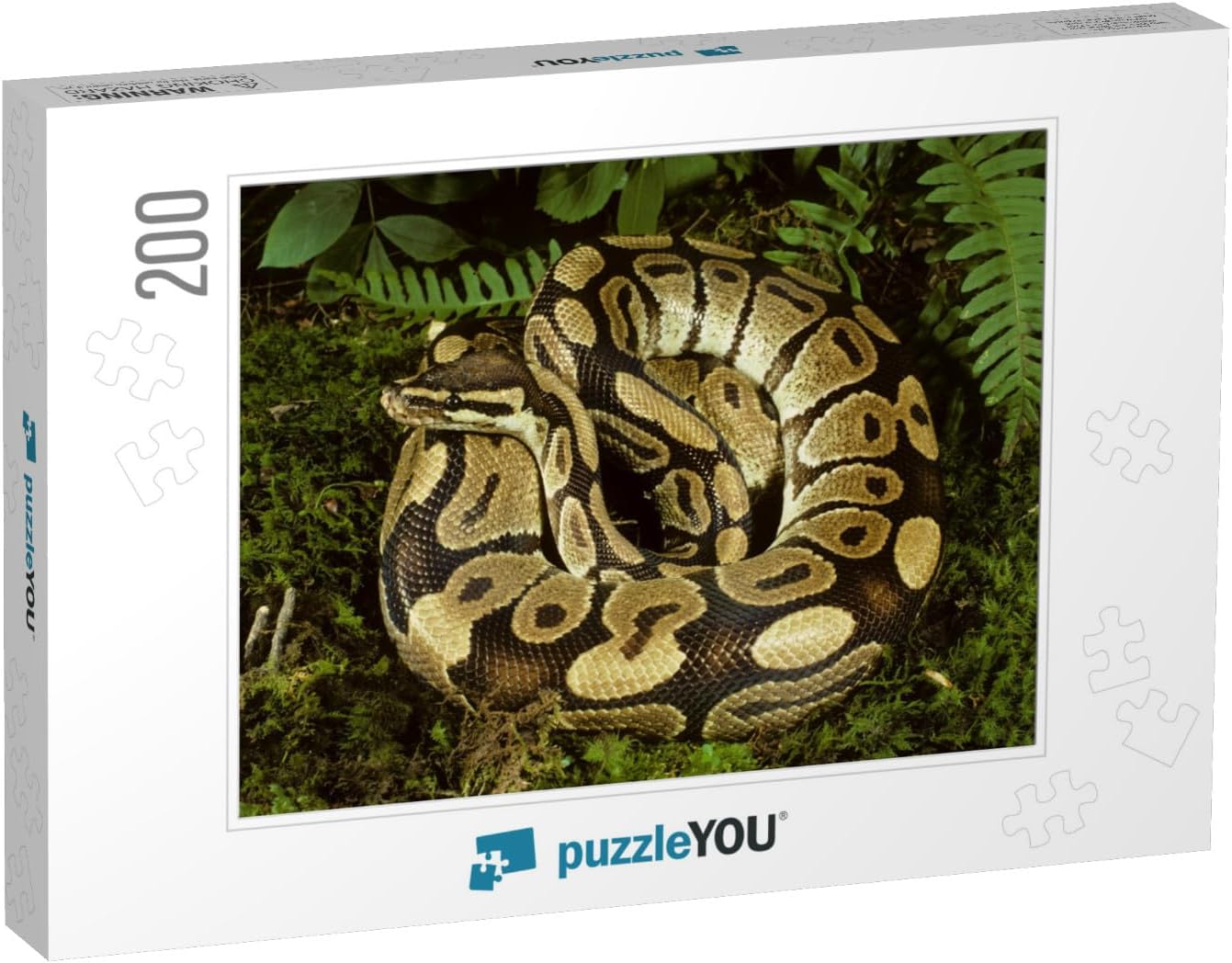 Amazon.com: Ball Python Python Regius, Africa... Jigsaw Puzzle Jigsaw ...