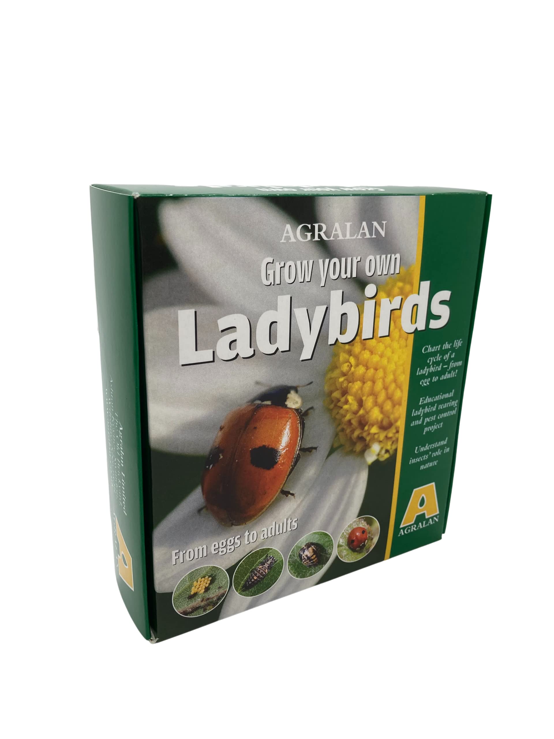 Agralan Grow Your Own Ladybirds Kit | Grow Adult Ladybirds From Eggs ...