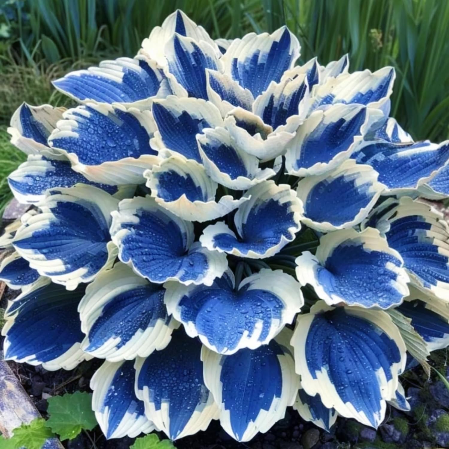 Amazon.com : 300pcs Hosta Seeds Blue White Large Leaves Rare Hostas ...