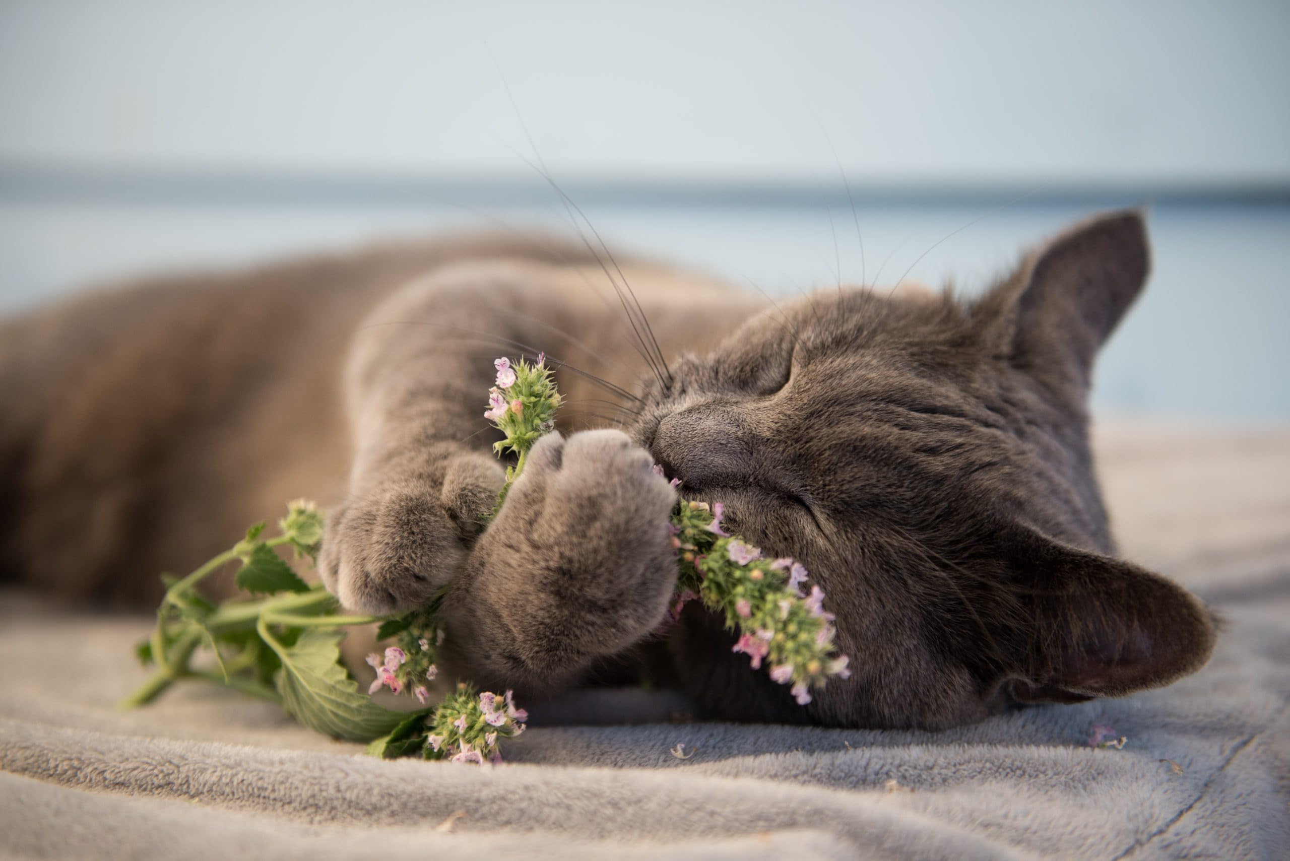 Catnip Toy Refresher Spray Organic Catnip Spray For Cats - Extra ...