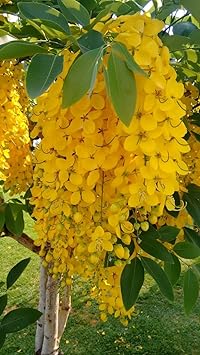 Golden shower Tree, Bahava Golden Shower Tree, Amaltas- Plant Garden Live Plant : Amazon.in ...