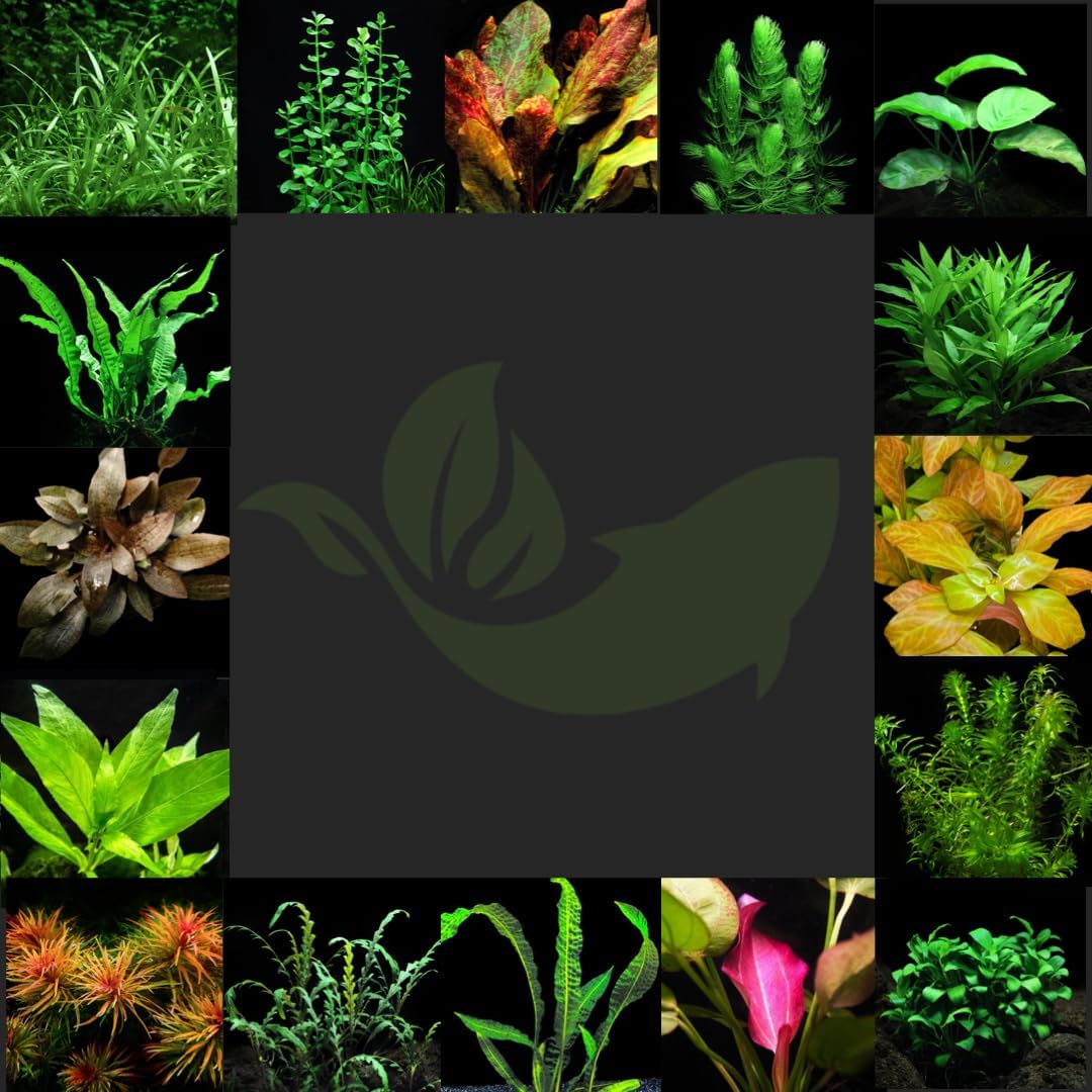 Amazon.com: 30+ Stems Package Starter Beginner Set Live Aquarium Plants ...
