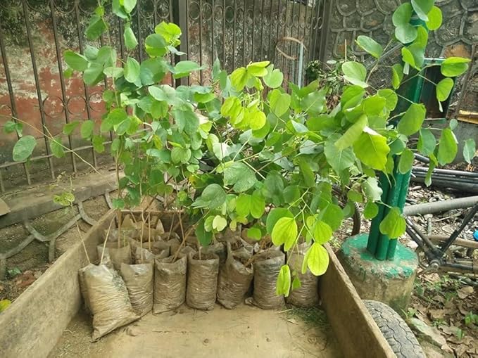 Red chandan tree live plant,live plant for red chandan tree (Pack of 1 ...